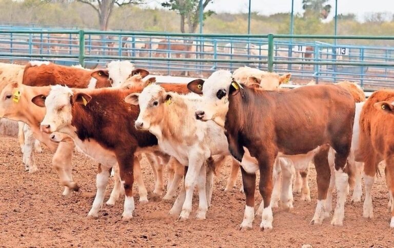 Sonora supera los 3.1 millones de habitantes; alertan sobre ...